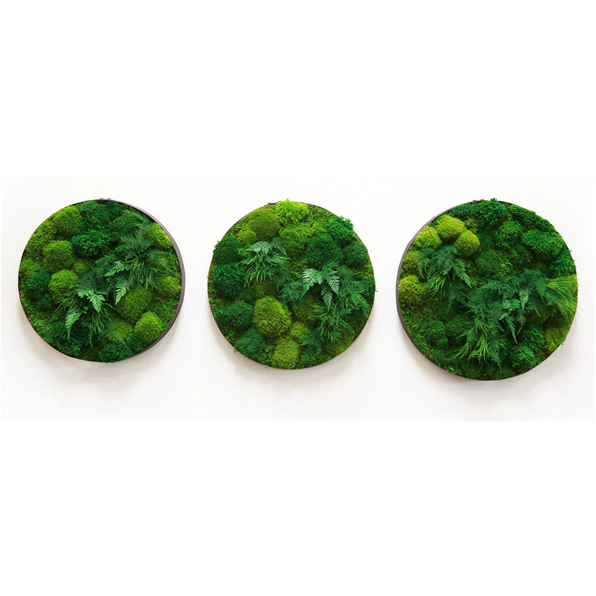 Artisan Moss | Preserved Moss Art & Custom Designed Moss Walls